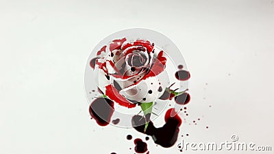 Blood drips on White Rose stock video. Video of nature - 47010461