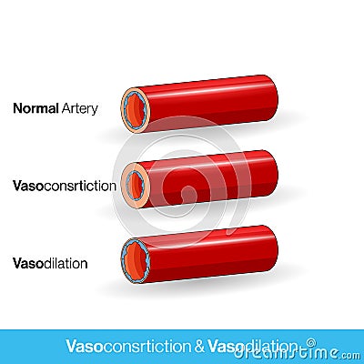 Blood Vessels Or Capillaries Or Artery Showing Vasoconstriction And ...