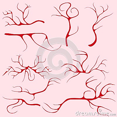 Blood Vessels And Capillaries Cartoon Vector | CartoonDealer.com #89237823