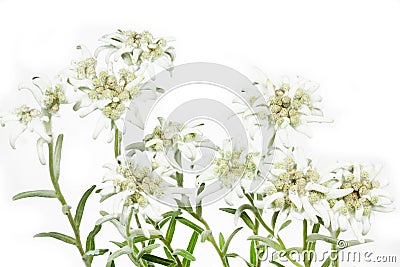 Blooming Edelweiss Flower On White Stock Photography - Image: 25815342