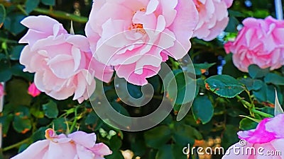 Blooming in the Rose Garden Stock Footage - Video of outdoors, roza ...