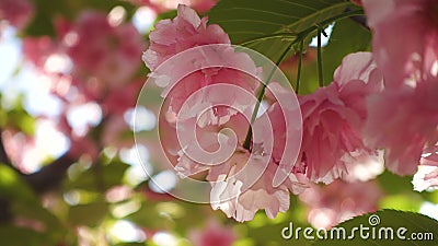 Blooming sakura tree stock footage. Video of orchard - 116097548