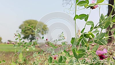 Blowing Wind Moves Pea Plant at Field Stock Video - Video of food ...