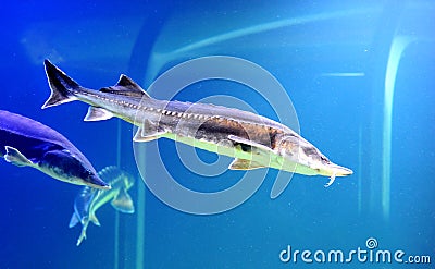 Blue Beluga Sturgeon Stock Photo - Image: 22204640