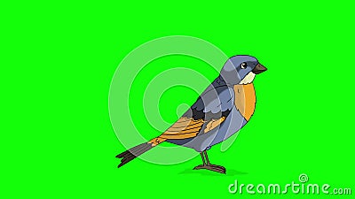 Blue Bird Jumping. stock footage. Video of green, ornithology - 91086328