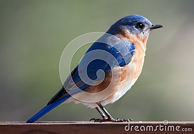 Blue Bird Profile Royalty Free Stock Photography - Image: 7707337