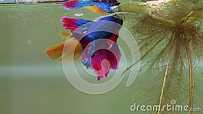 Blue Biting Fish and Yellow Biting Fish Stock Footage - Video of caress ...