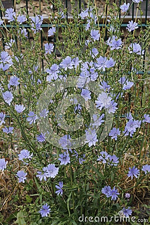 Blue Chicory Plant Stock Photo - Image: 42717831