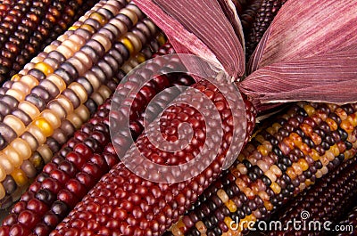 Blue Corn With Stalk On A Bed Of Mixed Indian Corn Stock Photo - Image ...