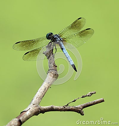 Blue Dasher Dragonfly Stock Image - Image: 25620801