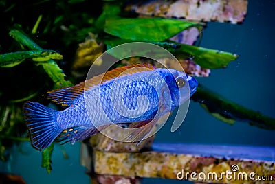Blue Fish Red Fins 3 Stock Photo - Image: 2128060