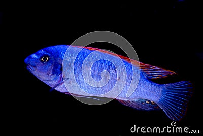 Blue Fish Red Fins Isolated Royalty Free Stock Photo - Image: 2128105