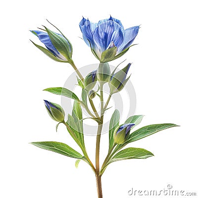Blue Flower And Budding Stem With Green Leaves Stock Photo ...