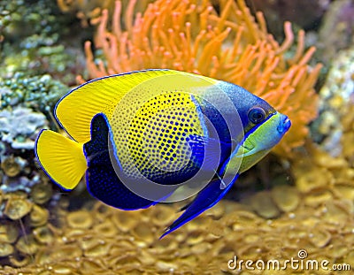 Blue Girdled Angelfish 5 Royalty Free Stock Image - Image: 8563746