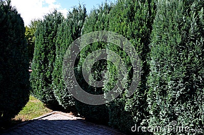 A Blue-gray Hedge Of Evergreen Shrubs In A Row By A Concrete Sidewalk ...
