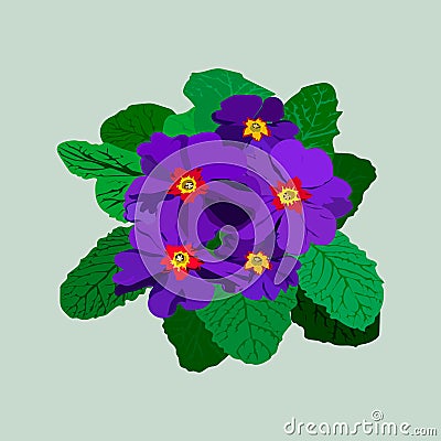 Blue Haand Drawn Primrose With Green Leaves Cartoon Vector ...