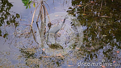Blue Heron in Tree in Florida Everglades Stock Video - Video of eyes ...