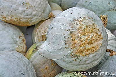 Blue Hubbard Squash Stock Photos - Image: 11819133