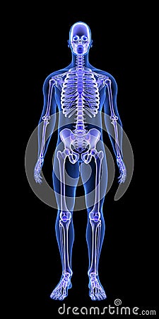 Blue Human Anatomy Body And Skeleton 3D Scan Render On Black Background ...