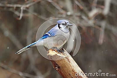 Blue Jay Bird In Snow Stock Photography - Image: 4373242