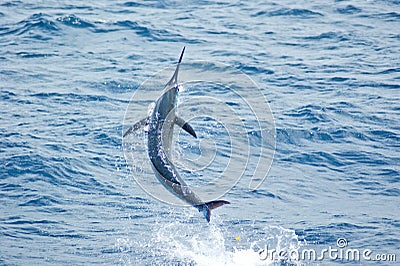 Blue Marlin Jumping Royalty Free Stock Photography - Image: 23688217