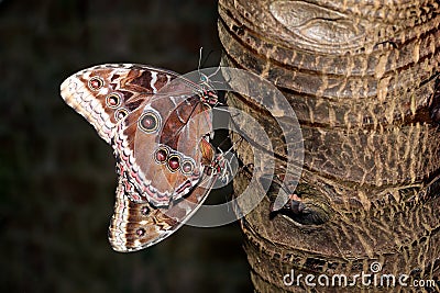 Blue Morpho Butterflies Mating Royalty-Free Stock Photography ...