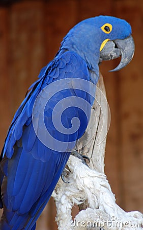 Blue Parrot Stock Photography - Image: 12201522