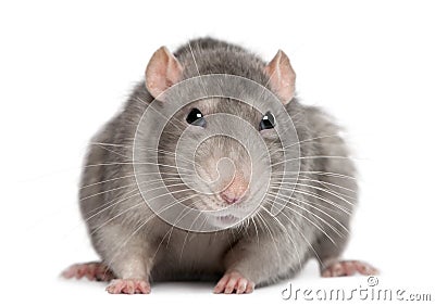 Blue Rat Stock Photos - Image: 18673363