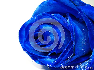 Blue Rose With Water Drip Royalty Free Stock Image - Image: 4724396