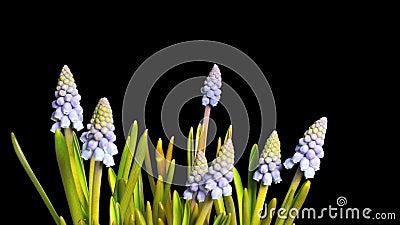 Blue Spike Flowers Blossom, Time-lapse with Alpha Channel Stock Video ...