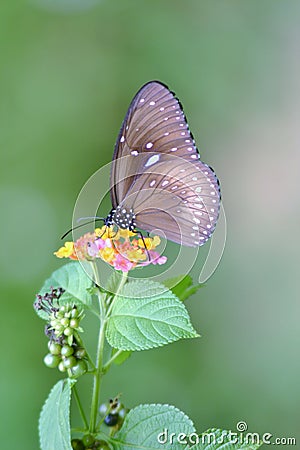 Blue-Spotted Crow Butterfly Royalty-Free Stock Photo | CartoonDealer ...