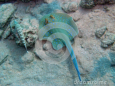 Blue Spotted Ray And Lizard Fish Stock Photos - Image: 17613793