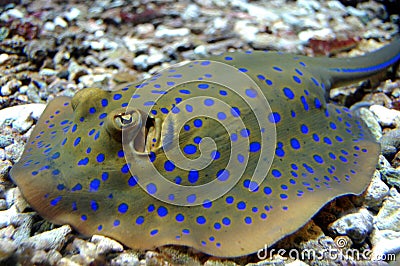 Blue Spotted Stingray Royalty Free Stock Photography - Image: 3045417
