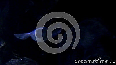 Blue Squid stock video. Video of nature, underwater, cephalopod - 37353334