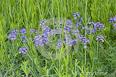 Blue Weed Flowers Stock Photography - Image: 22800072