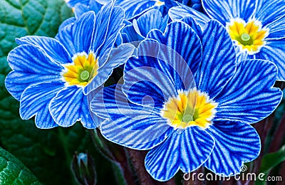Primula Zebra Blue Royalty Free Stock Image - Image: 38665246