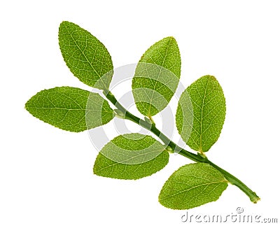 Blueberry Leaves Isolated Without Shadow Stock Image | CartoonDealer ...