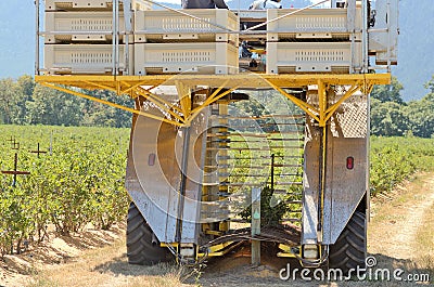 Blueberry Pick Stock Image - Image: 33428301