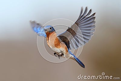 Male Eastern Bluebird in Flight Stock Image - Image of wildlife, sialis ...