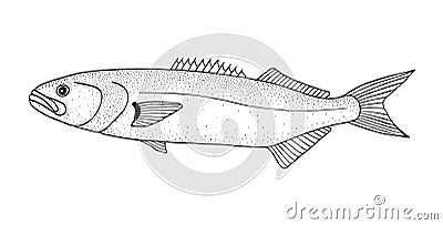Bluefish. Black Hand Drawn Realistic Outline Vector Image ...
