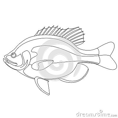 Bluegill Fish, Vector Illustration, Lining Draw, Side | CartoonDealer ...