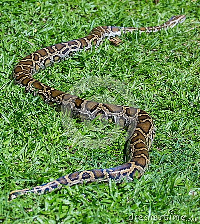 Boa Constrictor Snake Stock Photo - Image: 39380330