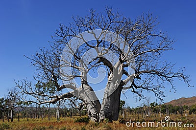 Boab Tree Western Australia Stock Photo - Image: 18438610