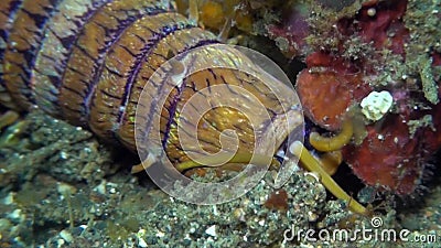 Bobbit Worm, Aquatic Predatory Polychaete Worm Eunice Aphroditois is ...