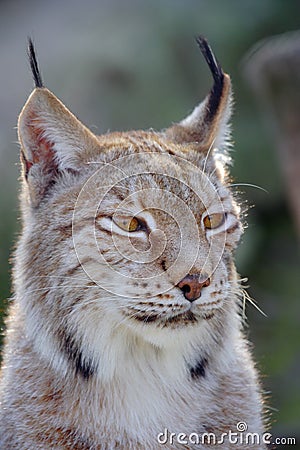 One Linx looking stock image. Image of spotted, kitty, lynx - 596283