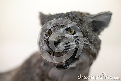 Bobcat (Lynx Rufus) Snarling Stock Photo - Image: 23799620
