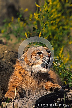 Bobcat Snarling Stock Photos - Image: 10542143