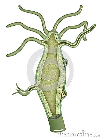 Anatomy Structure Scheme Of Hydra Royalty-Free Stock Photography ...