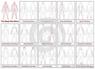 Body Meridians Schematic Diagram Flow Direction Vector Illustration ...