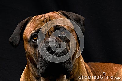 Boerboel Male Dog Royalty Free Stock Photography - Image: 13844507